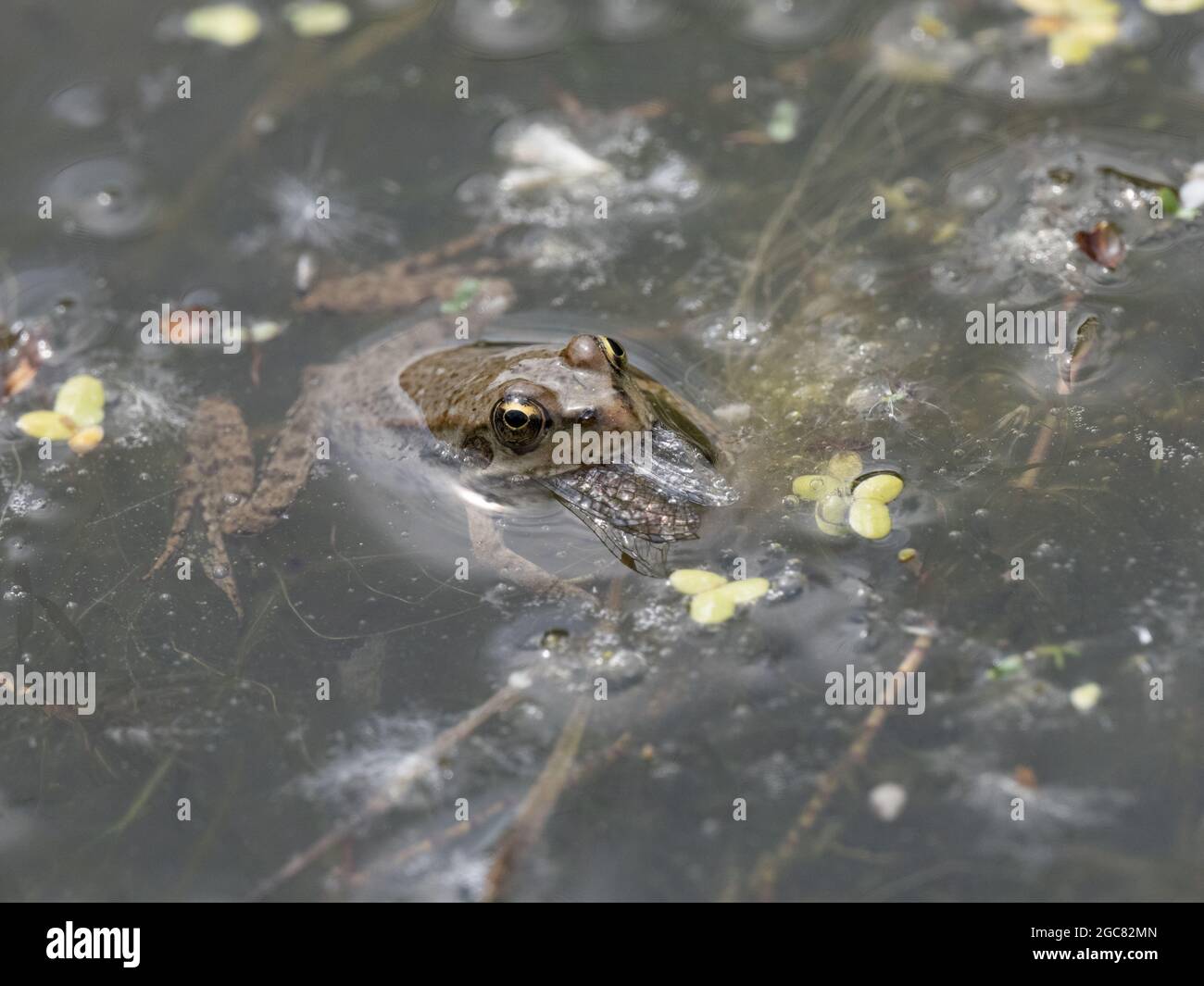 Juvenile Marsh Frog Eating a Damselfly Stock Photo - Alamy