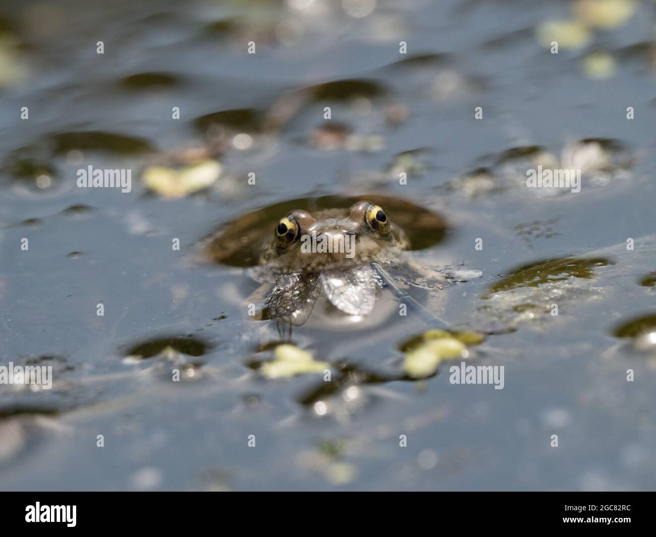 Frog insect eating hi-res stock photography and images - Alamy