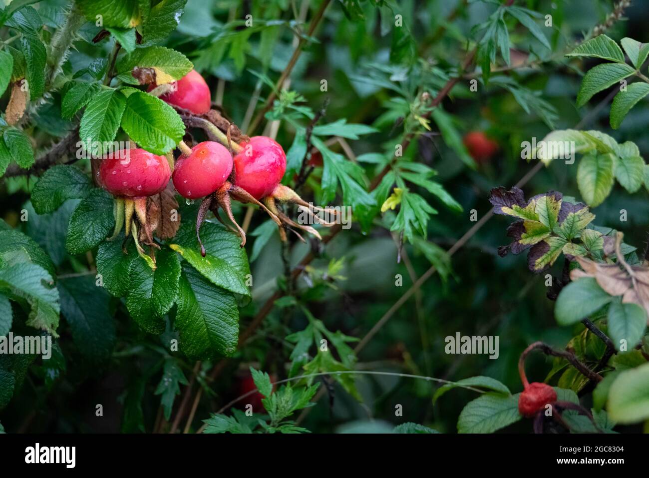 Rose hips growing zones hi-res stock photography and images - Alamy
