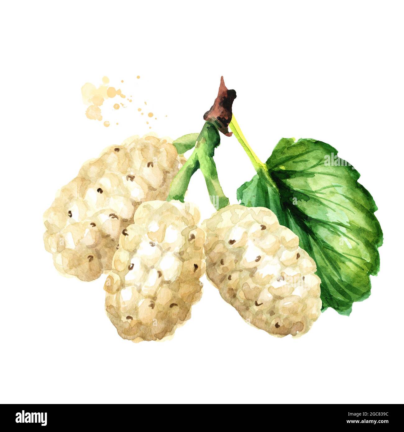 White mulberry with green leaf. Hand drawn watercolor illustration ...