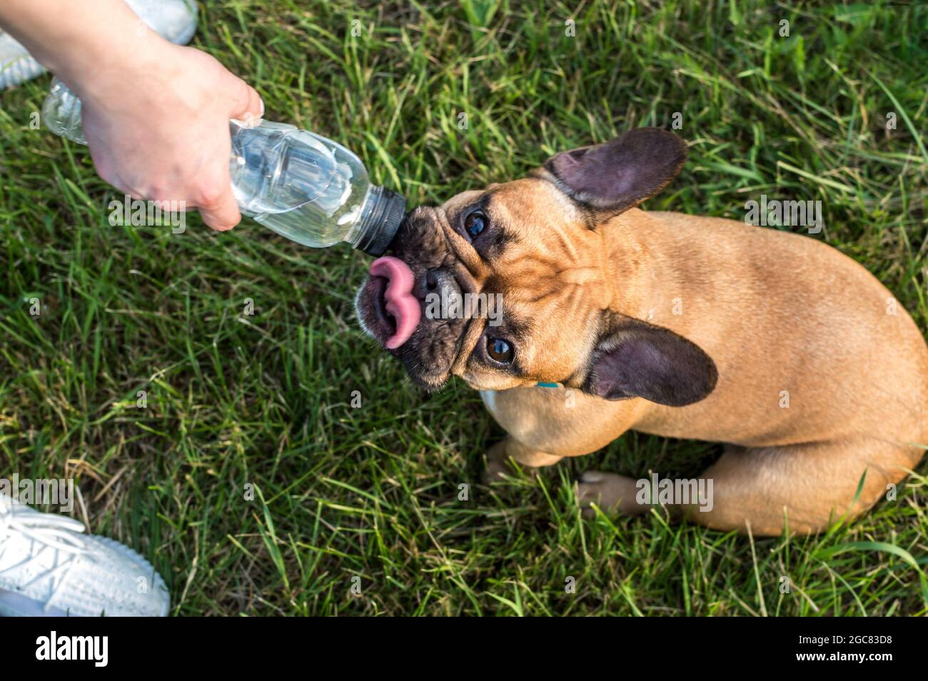 Dog drinks water from a bottle in park in heat Stock Photo - Alamy