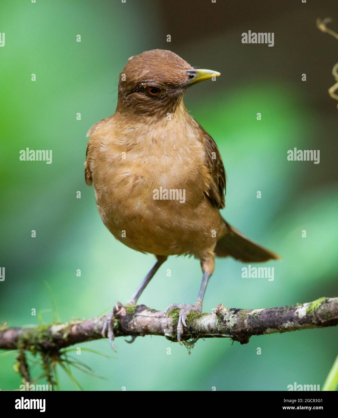 Our national bird hi-res stock photography and images - Alamy