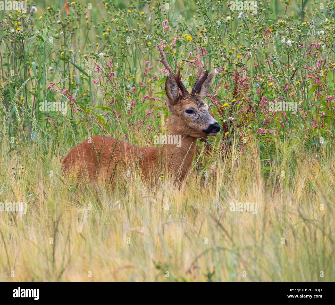 Deer in barley hi-res stock photography and images - Alamy