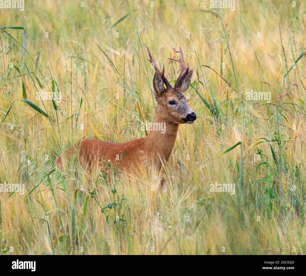 Deer in barley hi-res stock photography and images - Alamy