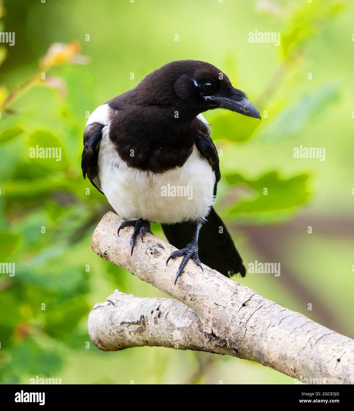 Juvenile magpie hi-res stock photography and images - Alamy
