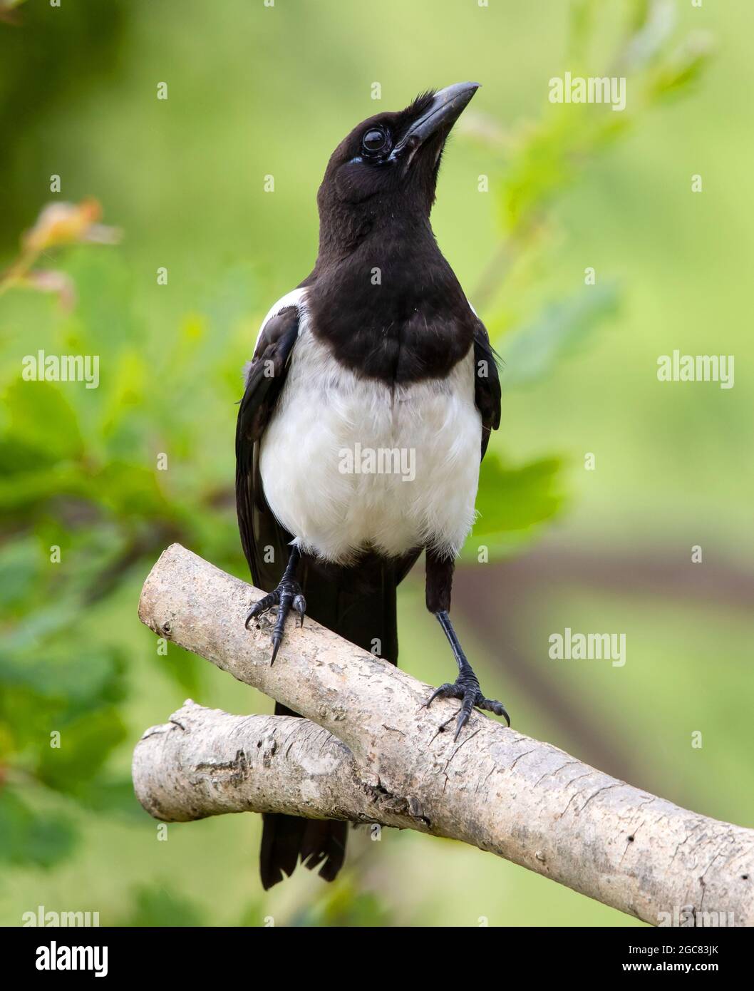 Juvenile magpie hi-res stock photography and images - Alamy
