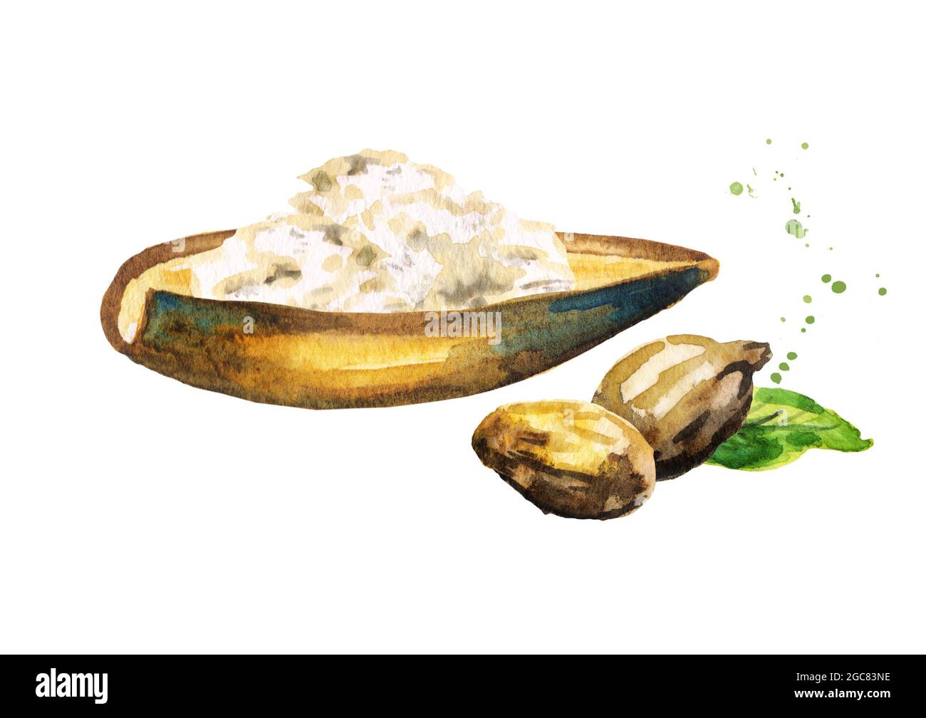 Shea butter . Hand-drawn watercolor illustration Stock Photo - Alamy