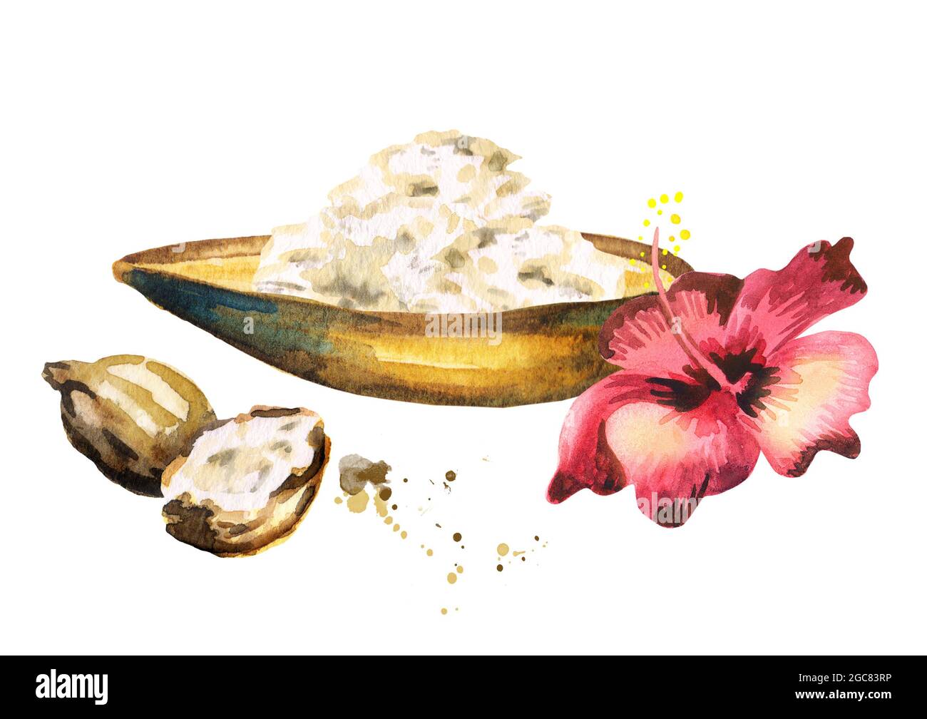 Shea butter and a flower. Hand-drawn watercolor illustration Stock ...