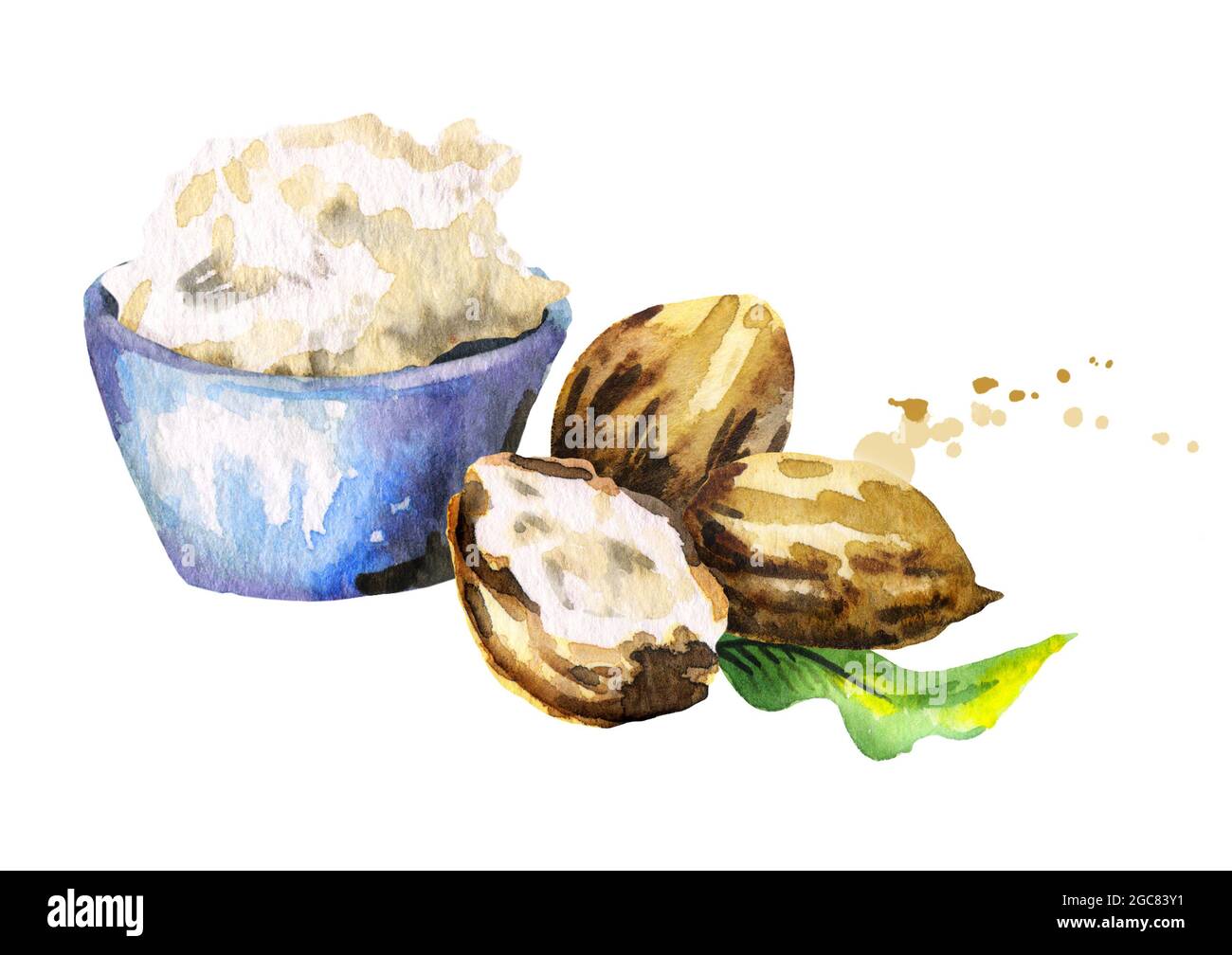 Shea nut tree hi-res stock photography and images - Alamy