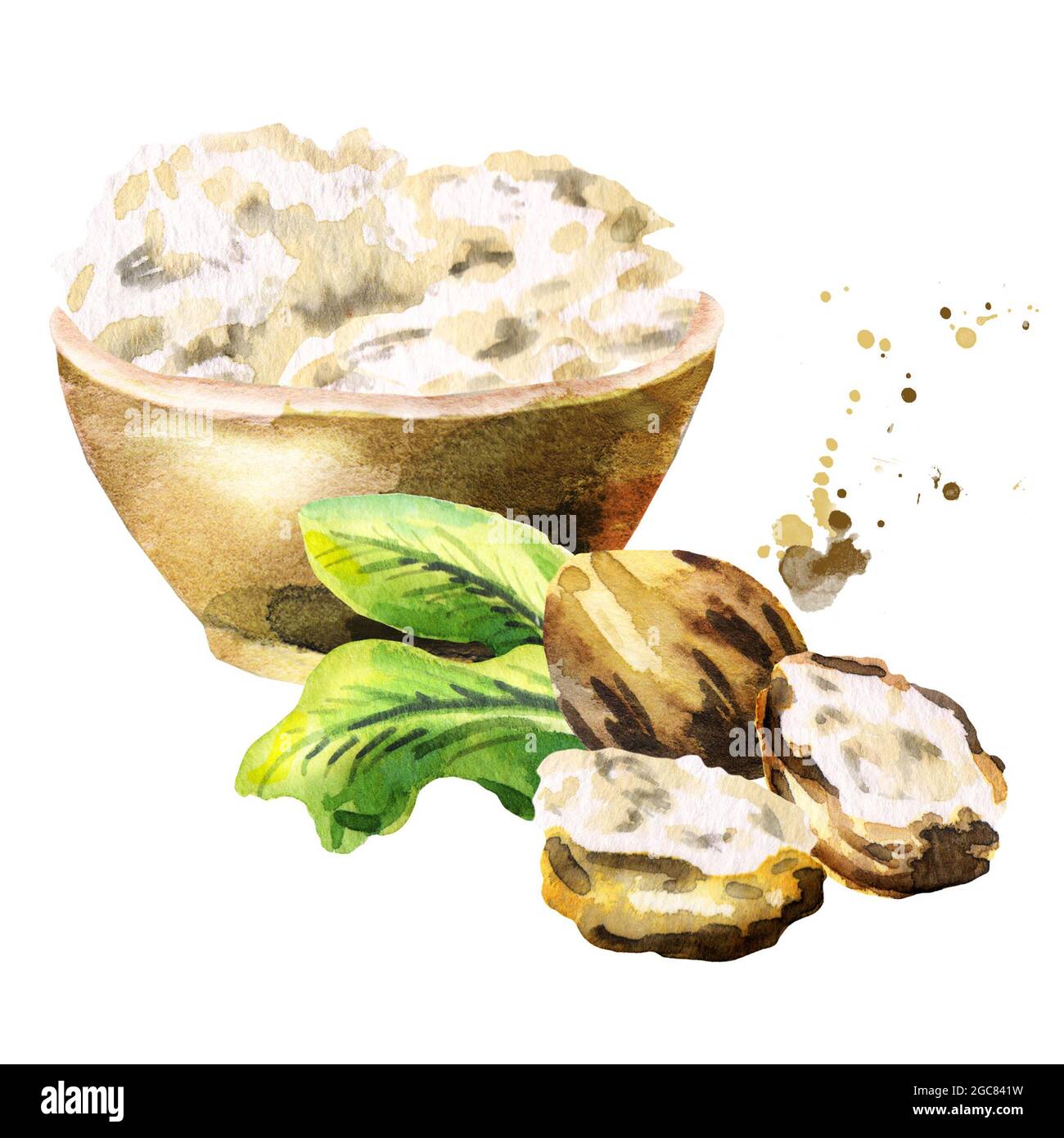 Shea butter in the bowl with nuts. Hand-drawn watercolor illustration ...