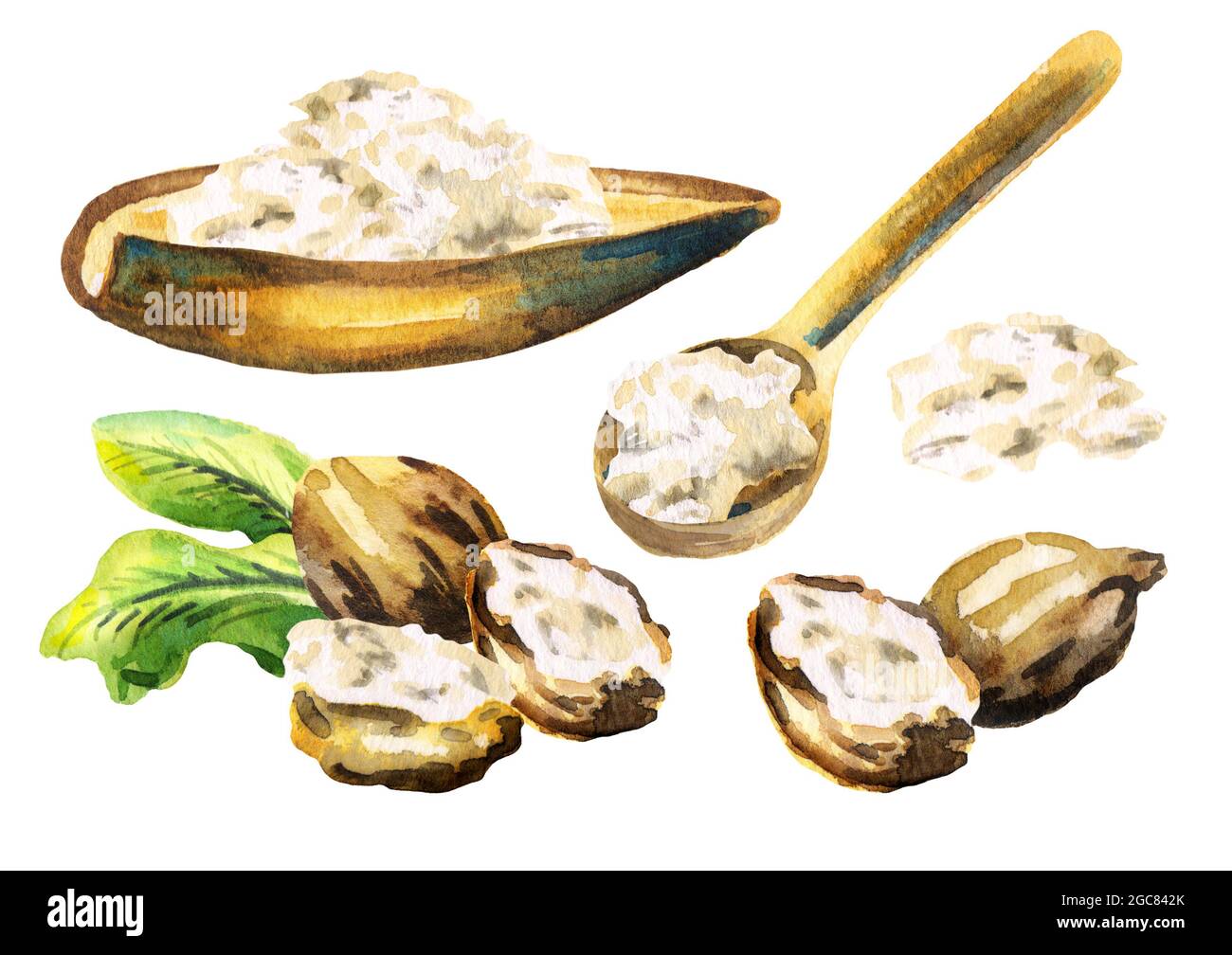 Shea butter set. Watercolor hand-drawn illustration Stock Photo - Alamy