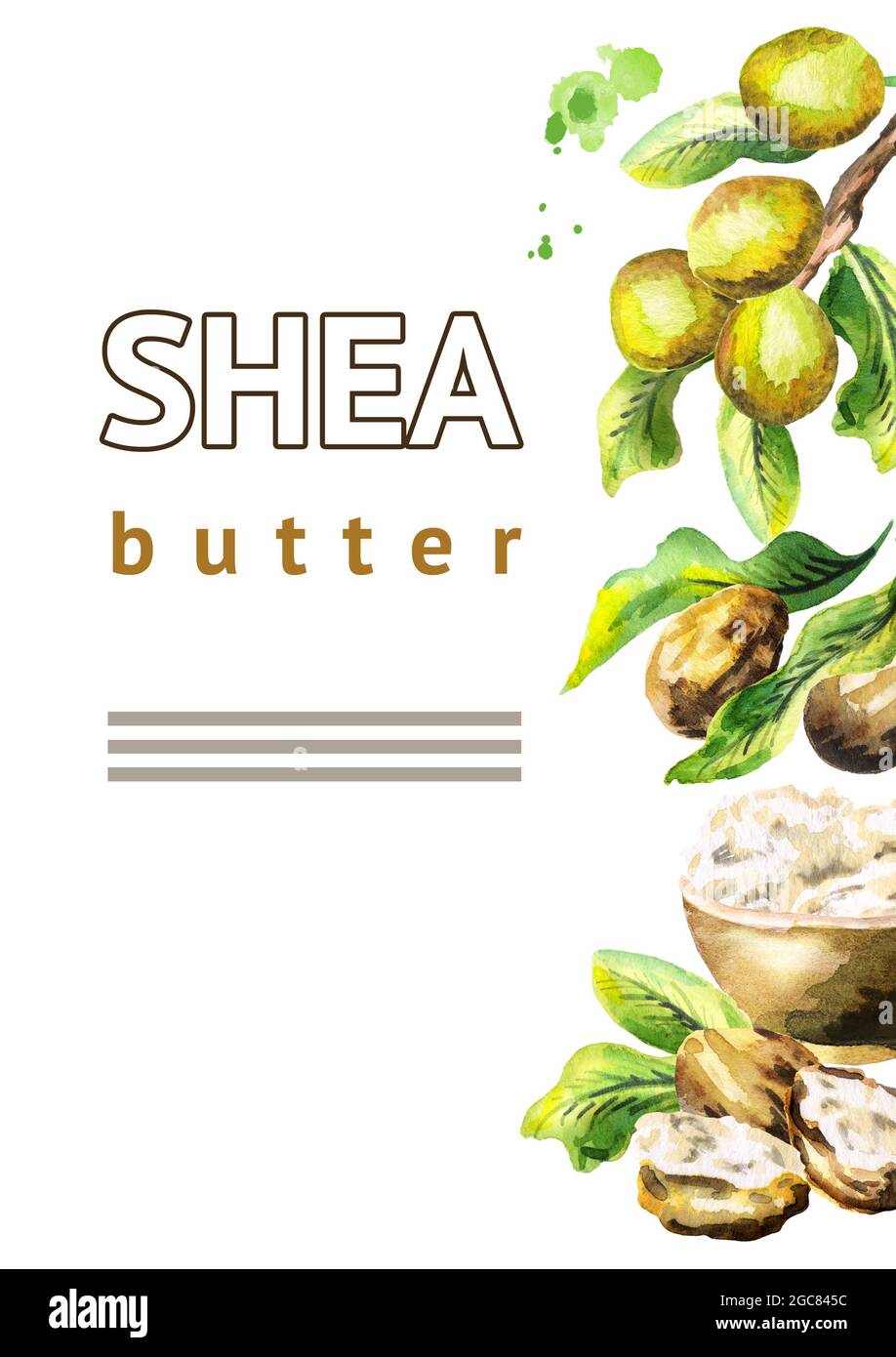 Shea butter with nuts and green leaves background. Watercolor hand ...
