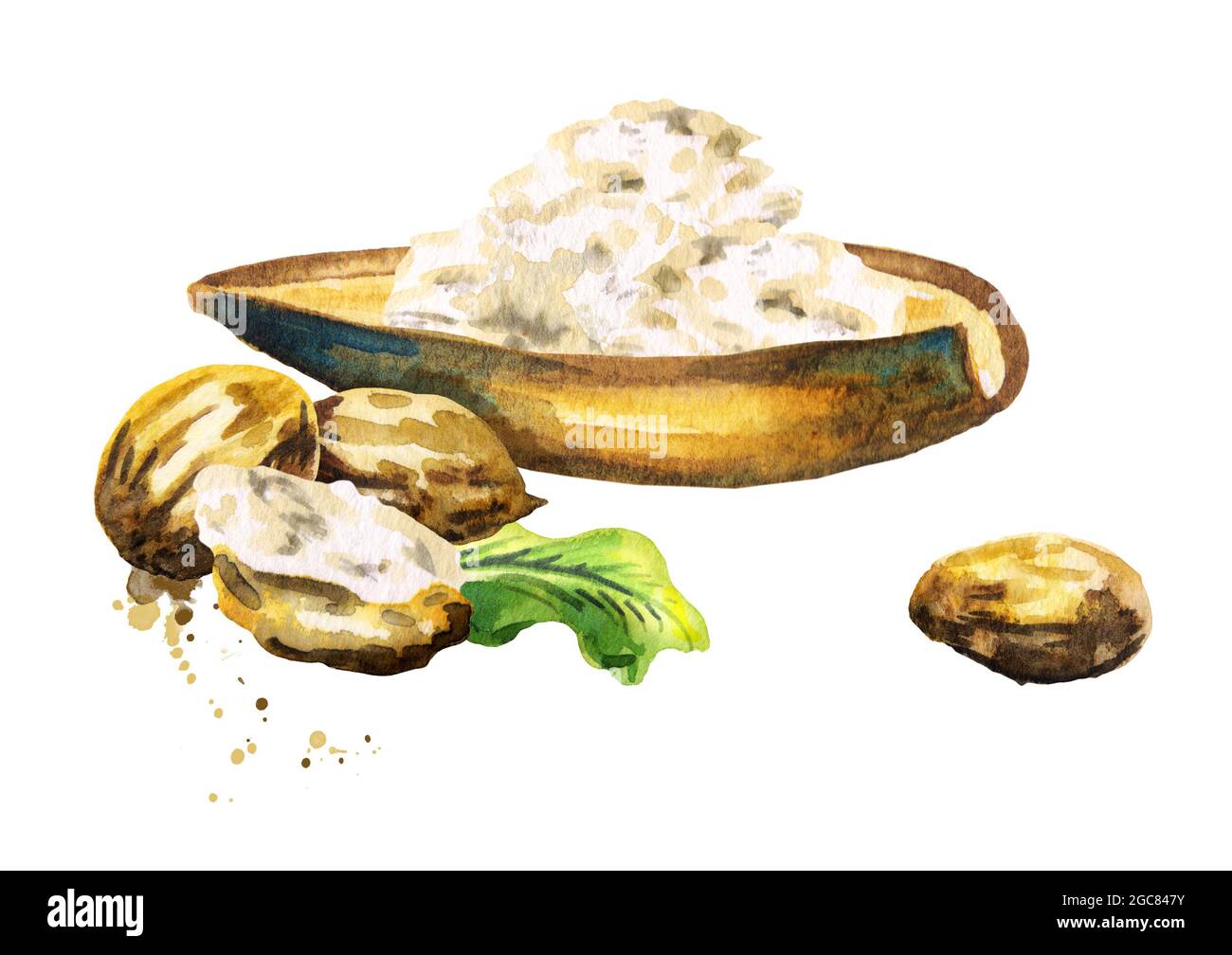 Shea butter. Hand-drawn watercolor illustration Stock Photo - Alamy