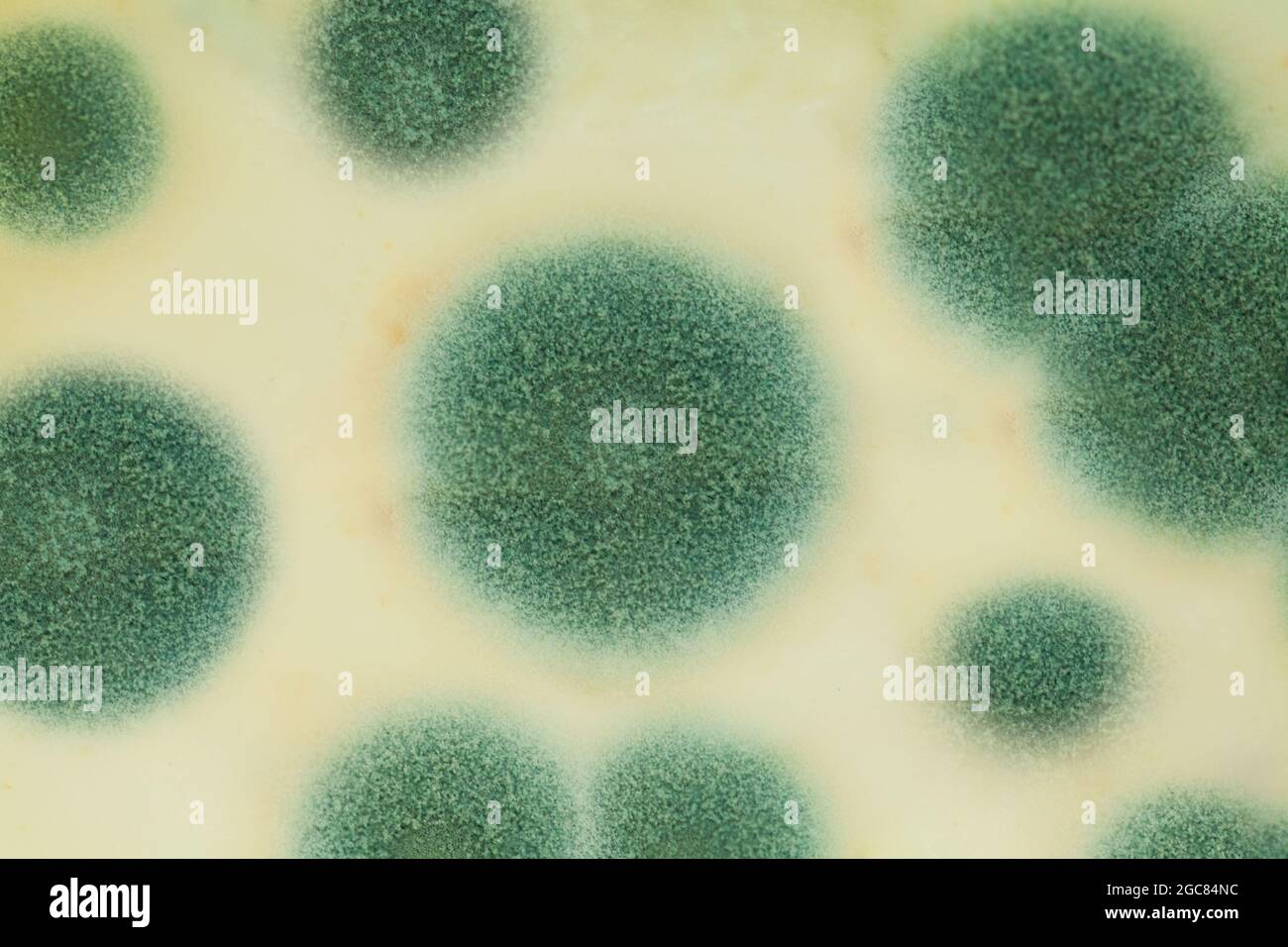 Mold closeup. Mildew on white background Stock Photo - Alamy