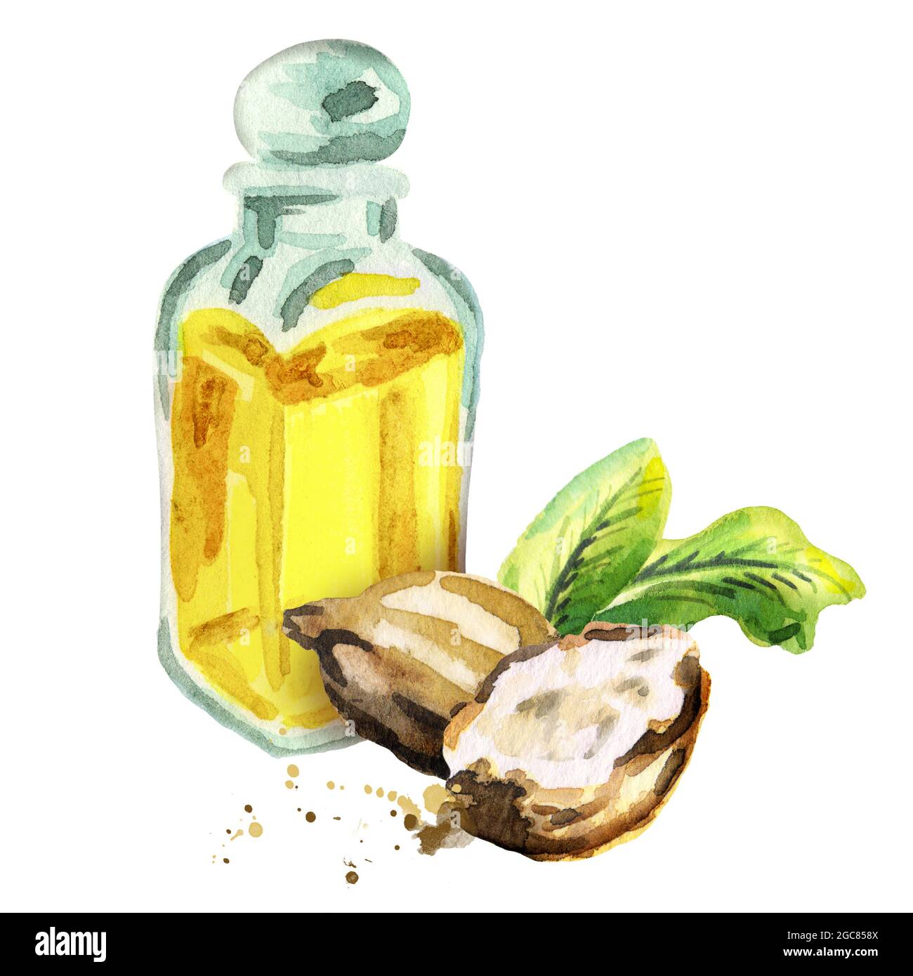 Shea organic oil. Watercolor hand-drawn illustration Stock Photo - Alamy