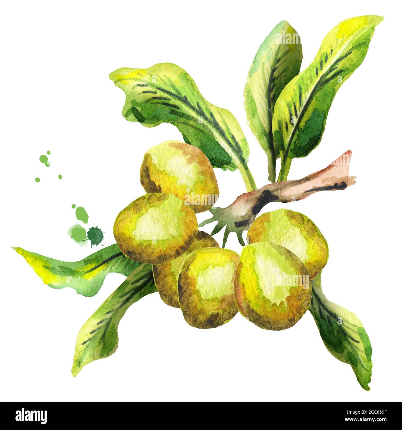 Shea plunt with nuts and green leaves. Watercolor hand-drawn ...