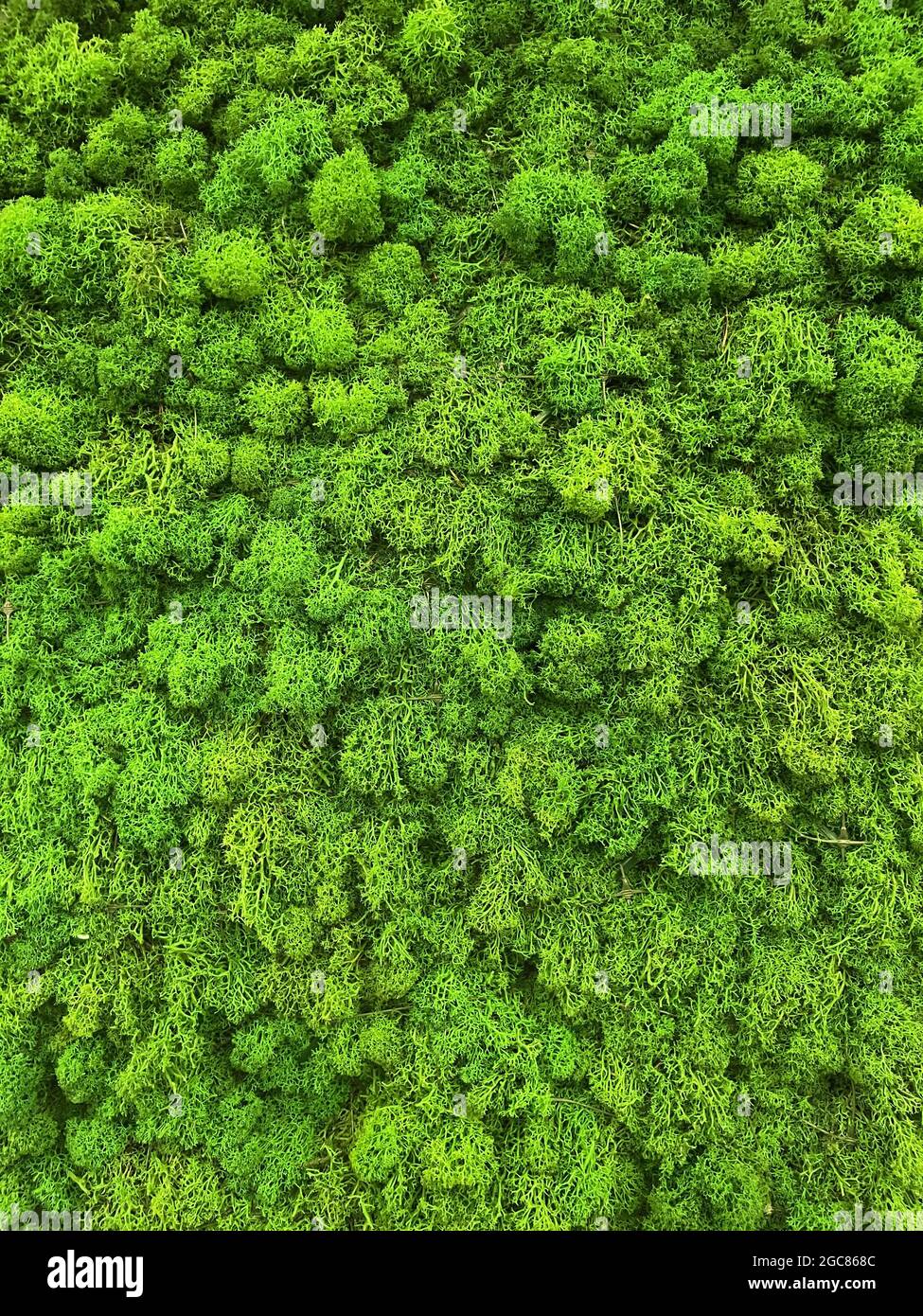 Moss texture background. Green moss texture wall Stock Photo - Alamy