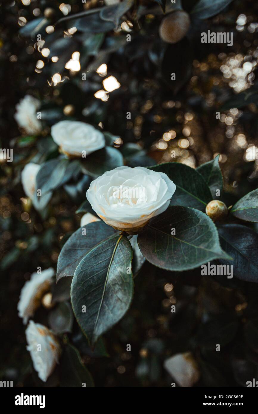 Vertical shot of a white rose in the middle of the garden Stock Photo ...
