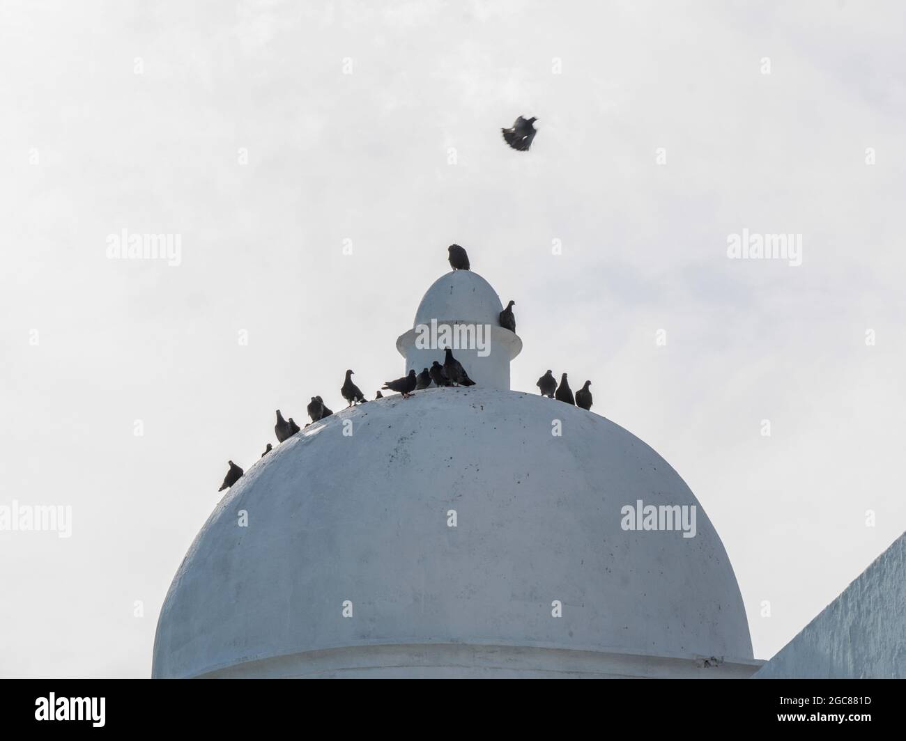 Pigeons resting on top of the dome of the Ponta do Humaitá Fort ...