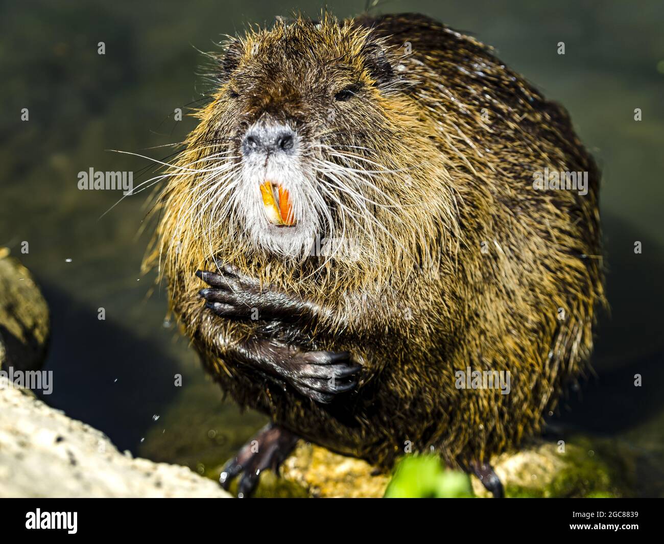 Selective focus shot of a cute chubby otter captured in the lake Stock ...