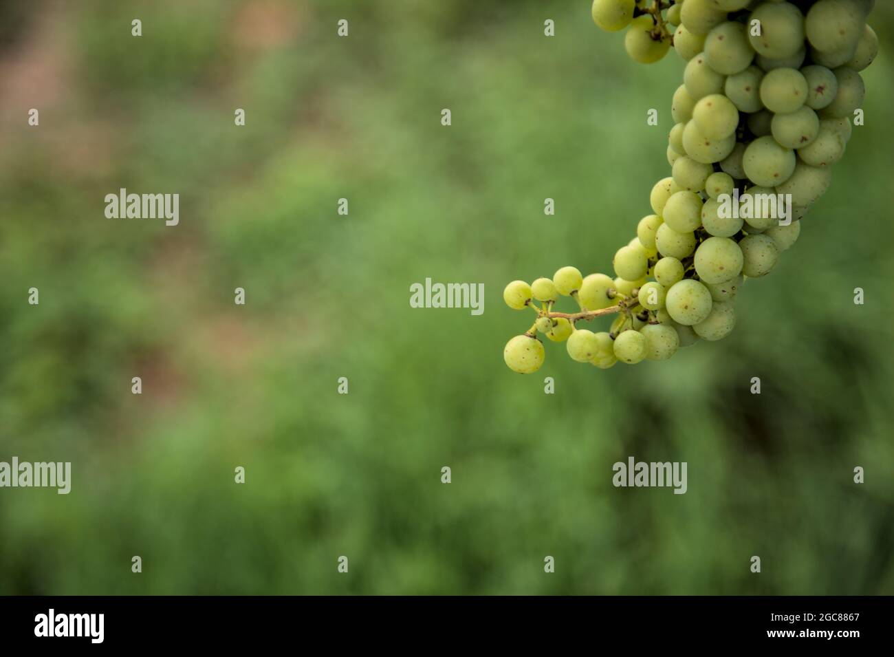 Rip grapes hi-res stock photography and images - Alamy