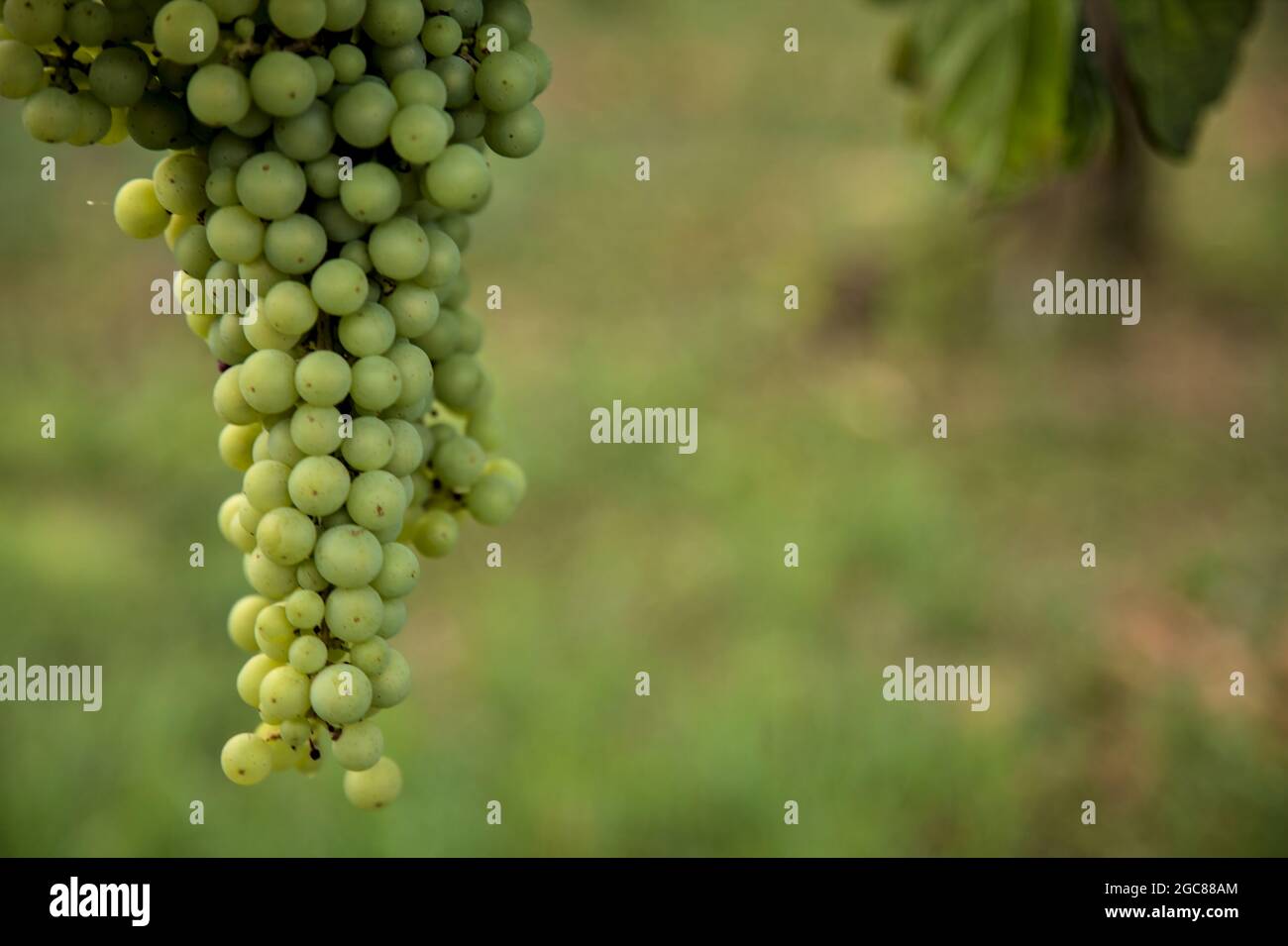 Rip grapes hi-res stock photography and images - Alamy