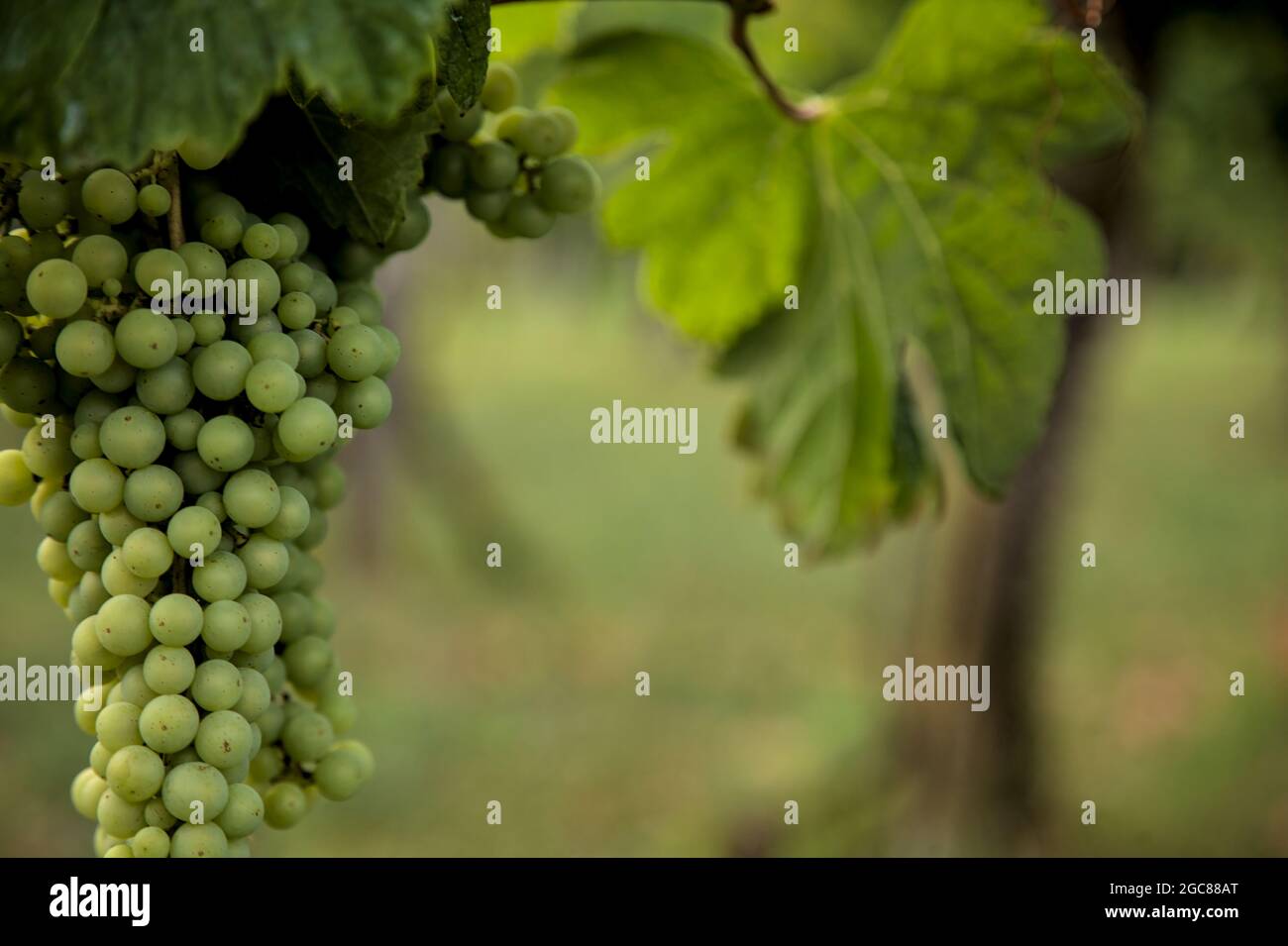 Organ grapes hi-res stock photography and images - Alamy