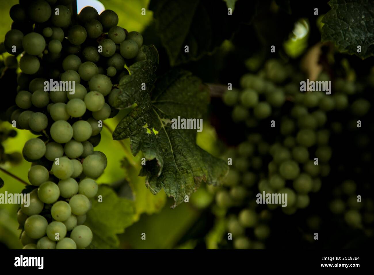 Rip grapes hi-res stock photography and images - Alamy