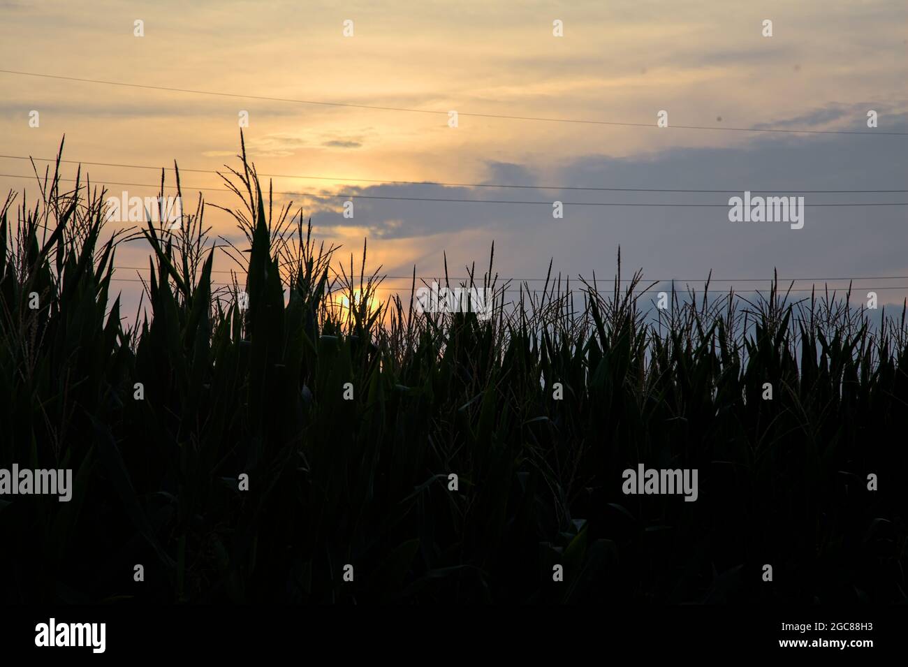 Corn field on sunny summer hi-res stock photography and images - Alamy
