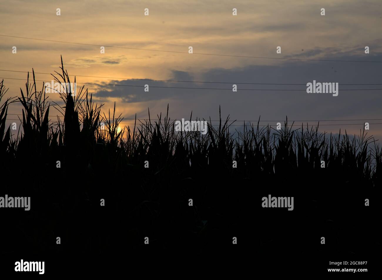 Farming on yell hi-res stock photography and images - Alamy