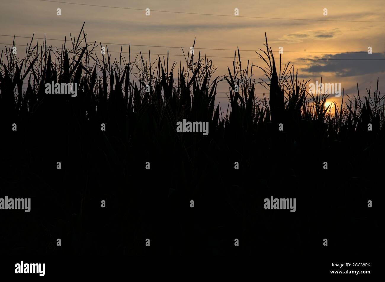 Yell the field hi-res stock photography and images - Alamy