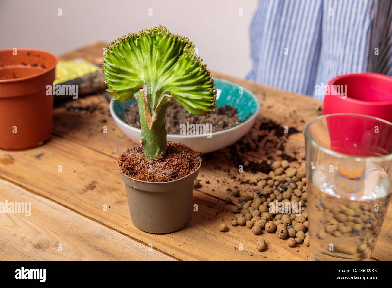 Home floriculture plant transplant hi-res stock photography and images ...