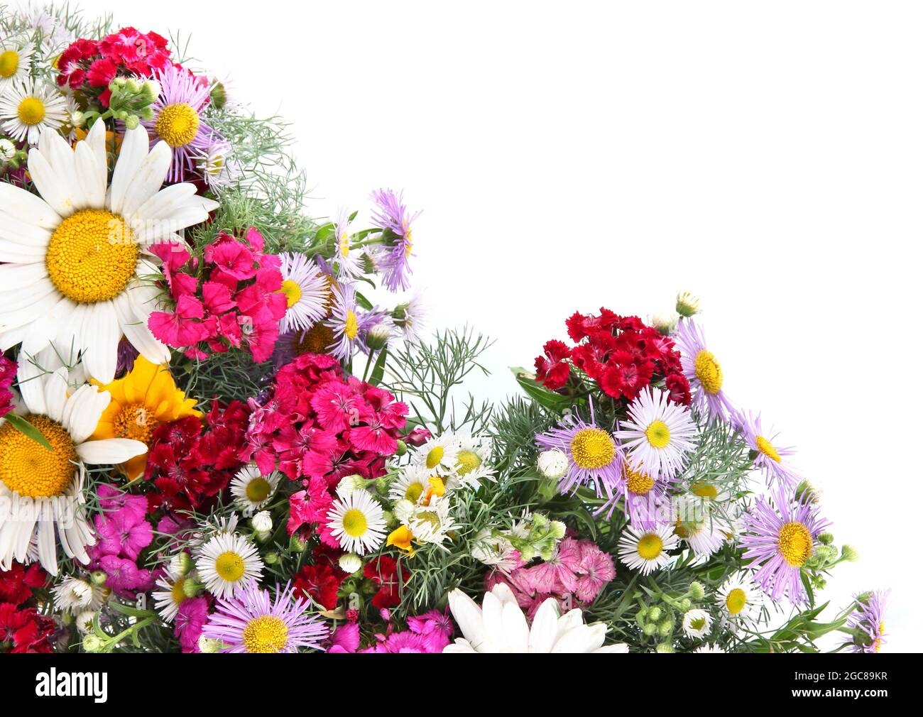 Beautiful bright flowers on white background Stock Photo - Alamy