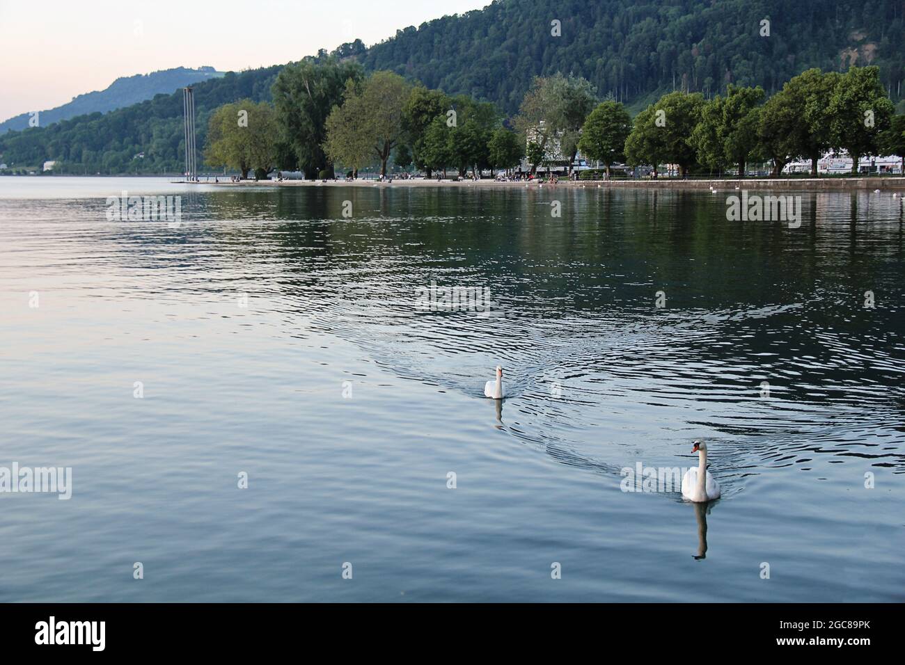 Austria swans on lake hi-res stock photography and images - Alamy