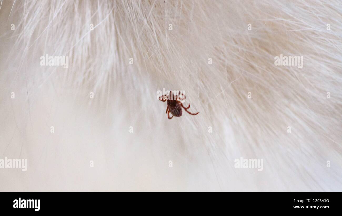An ixodic infectious tick stuck to the head of a kitten. A tick bit a ...