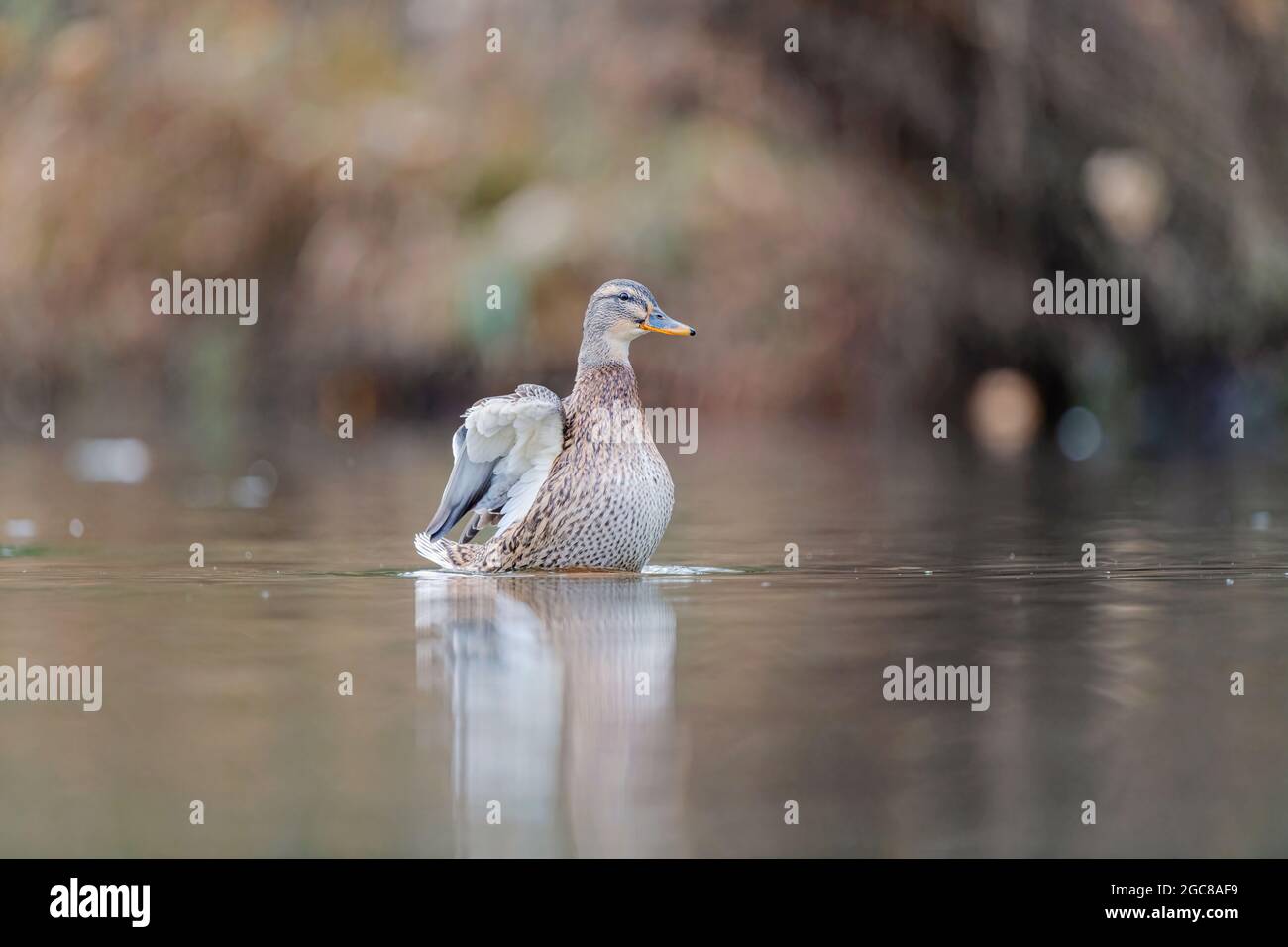 Mallard, Anas platyrhynchos, Flood Defence Channel, Exeter, Devon Stock ...