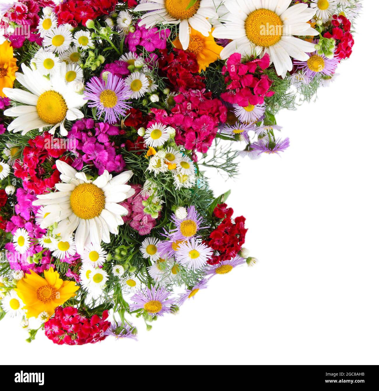Beautiful bright flowers on white background Stock Photo - Alamy