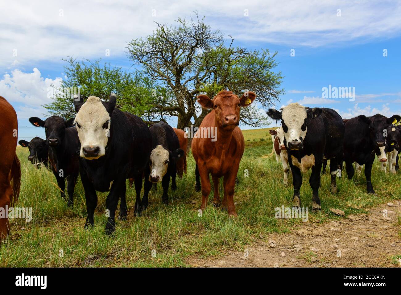 Cow in Pampas Countryside, La Pampa Province, Patagonia, Argentina ...