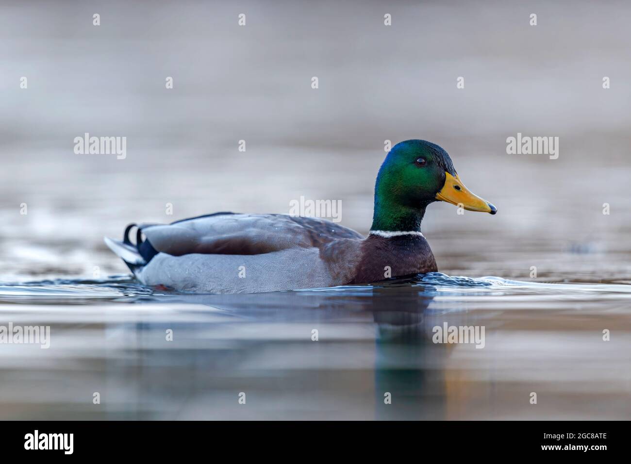 Mallard, Anas platyrhynchos, Flood Defence Channel, Exeter, Devon Stock ...
