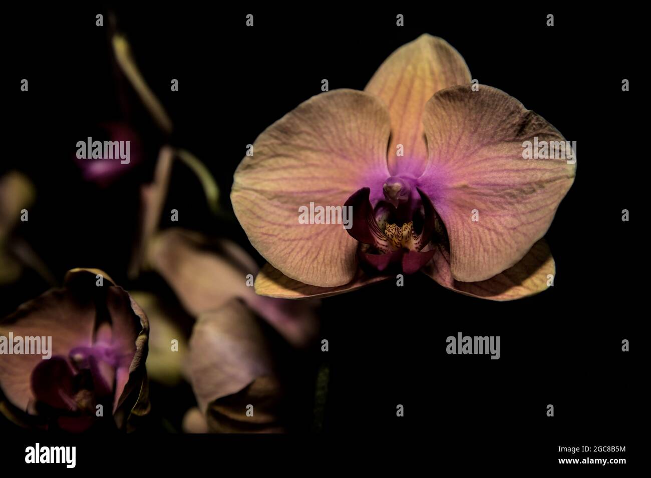 Plan de roma hi-res stock photography and images - Alamy