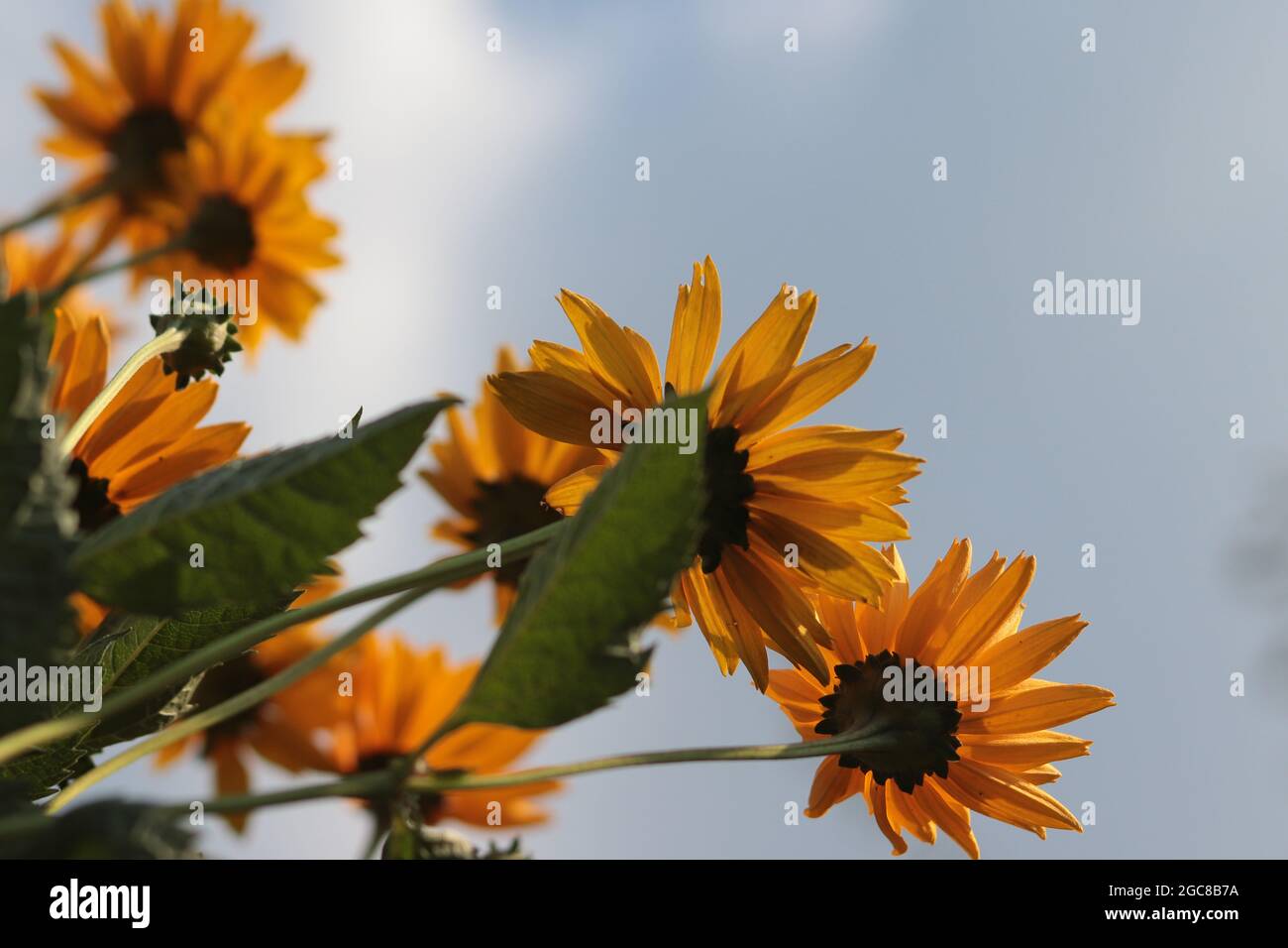Low angle shot of blooming sunflowers Stock Photo - Alamy