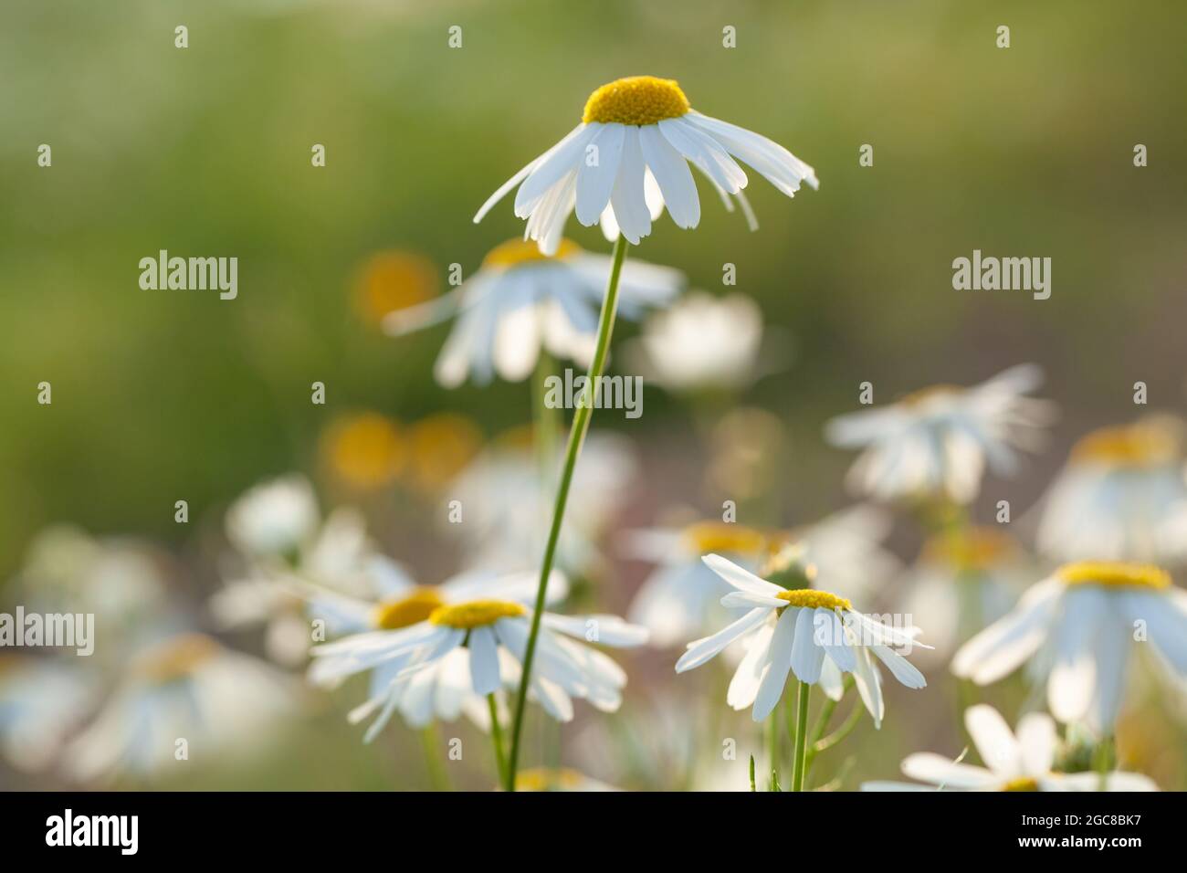 Summer daisy flowers on abstract summer time background Stock Photo - Alamy