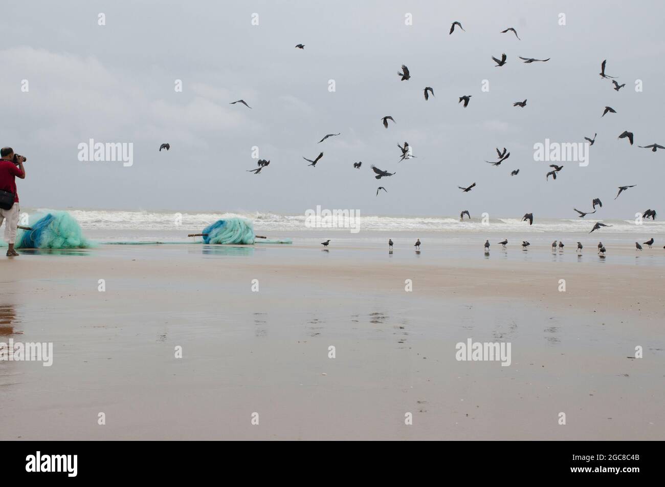 Crows flocking hi-res stock photography and images - Alamy