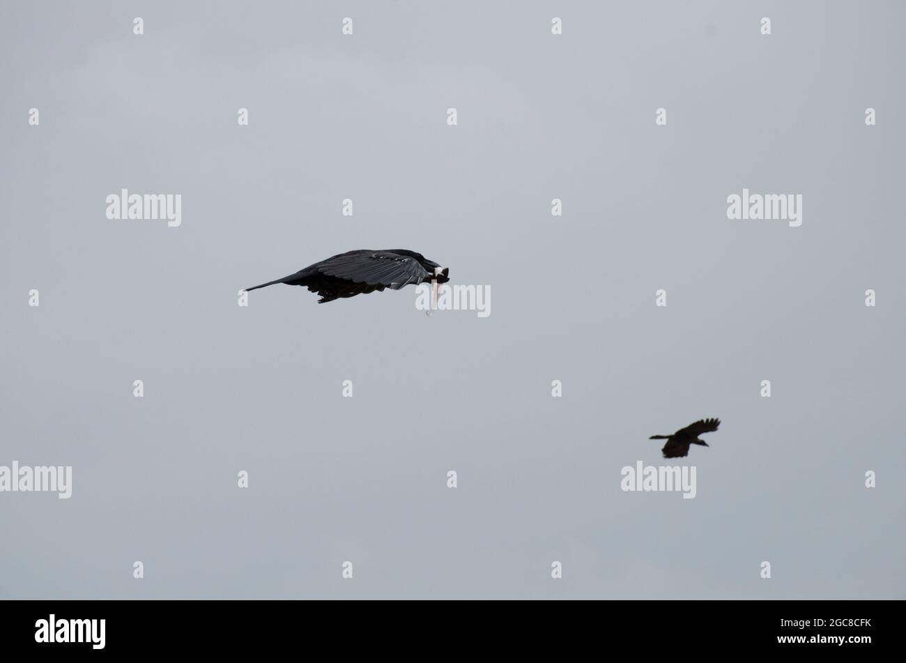 Crows carrying fish collected from beach Stock Photo - Alamy