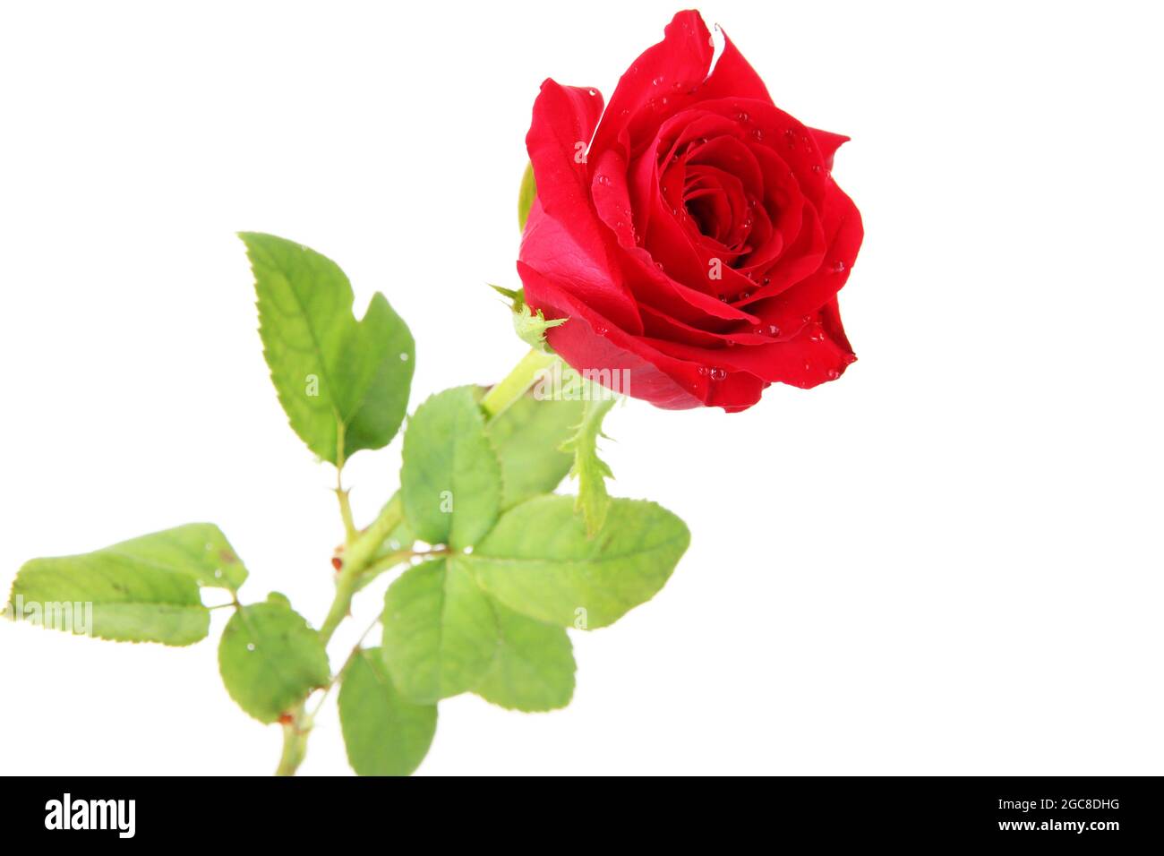 Beautiful rose isolated on white Stock Photo - Alamy