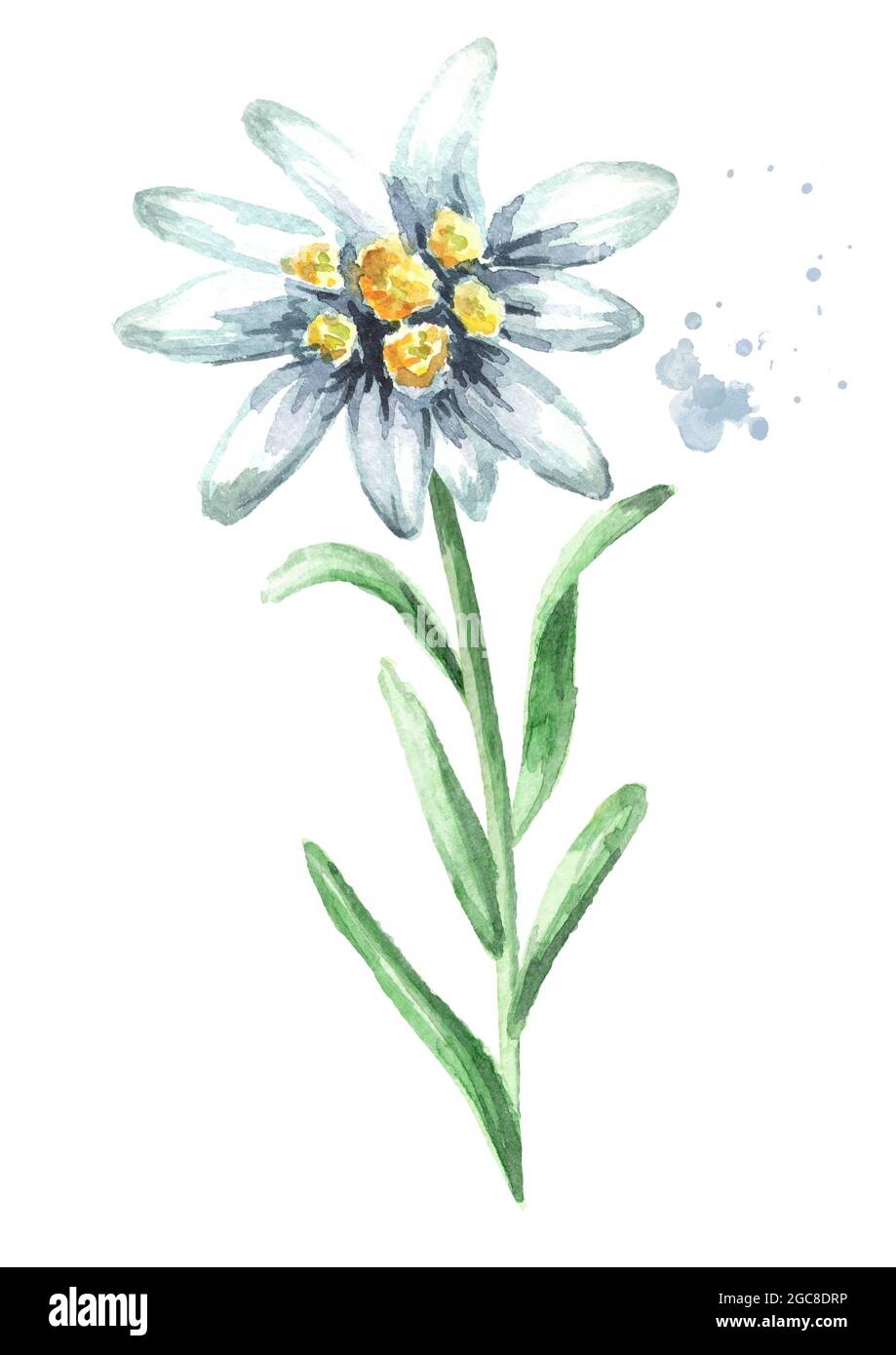 Edelweiss flower (Leontopodium alpinum) with leaves, Watercolor hand ...