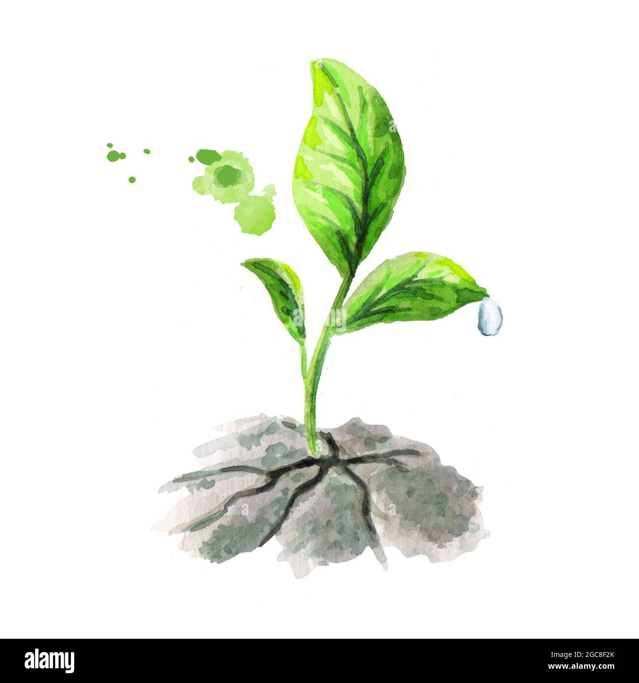 Green sprout breaks ground. Watercolor illustration Stock Photo - Alamy
