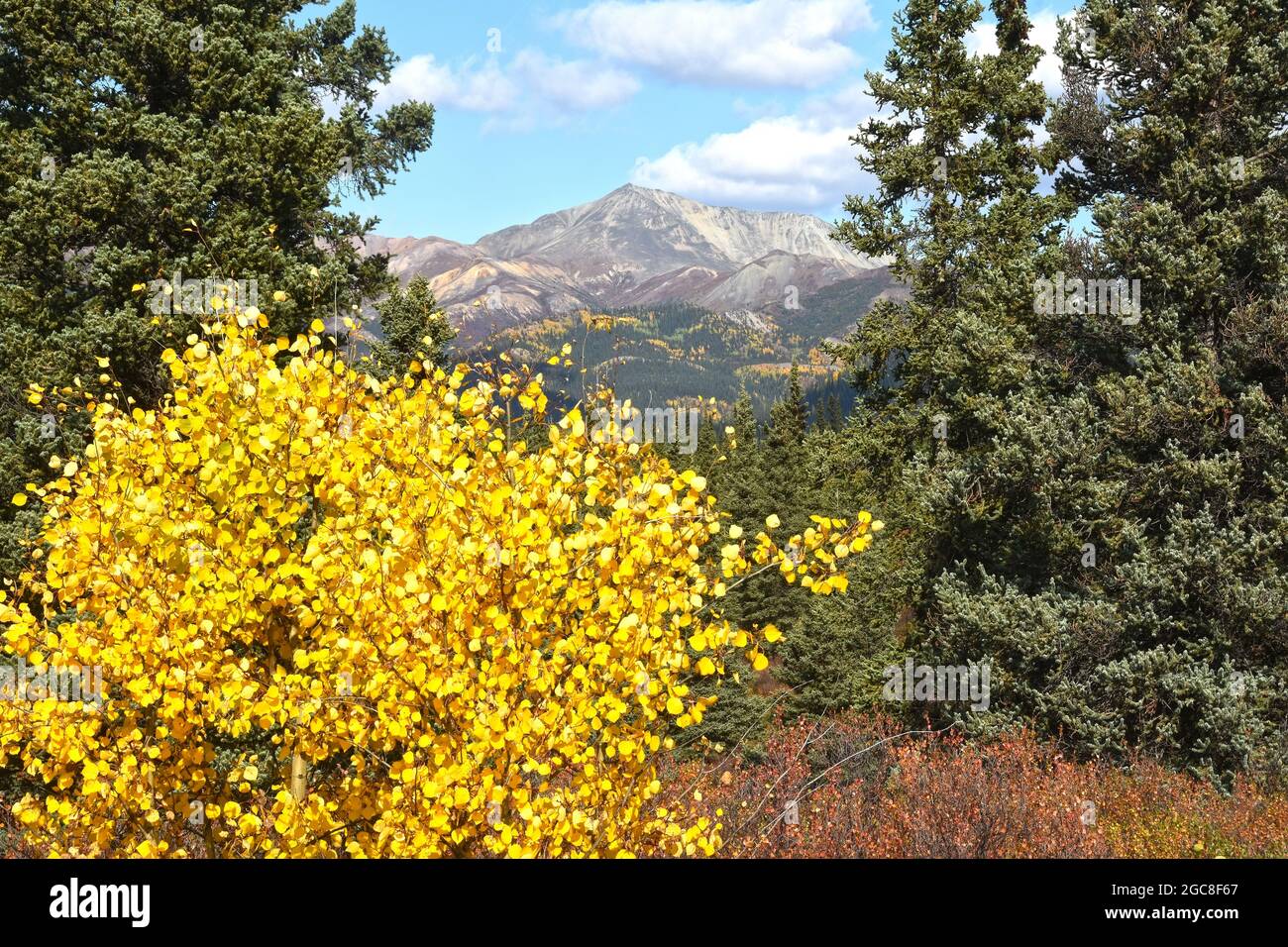 Alaskan fall colors, USA Stock Photo - Alamy