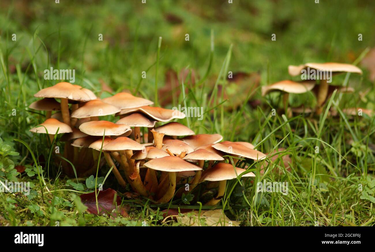 Hypholoma fasciculare, sulphur tuft or clustered woodlover is a ...
