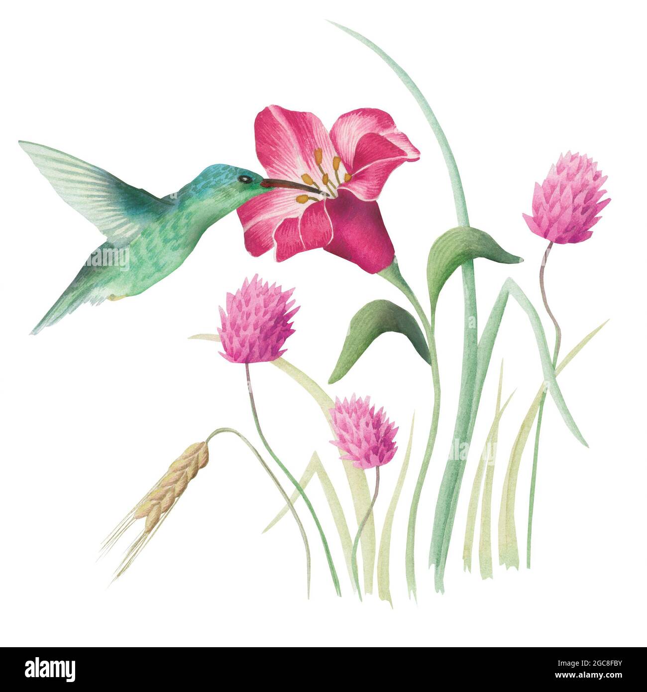 Hummingbird and flowers. Watercolor hand drawn illustration Stock Photo ...